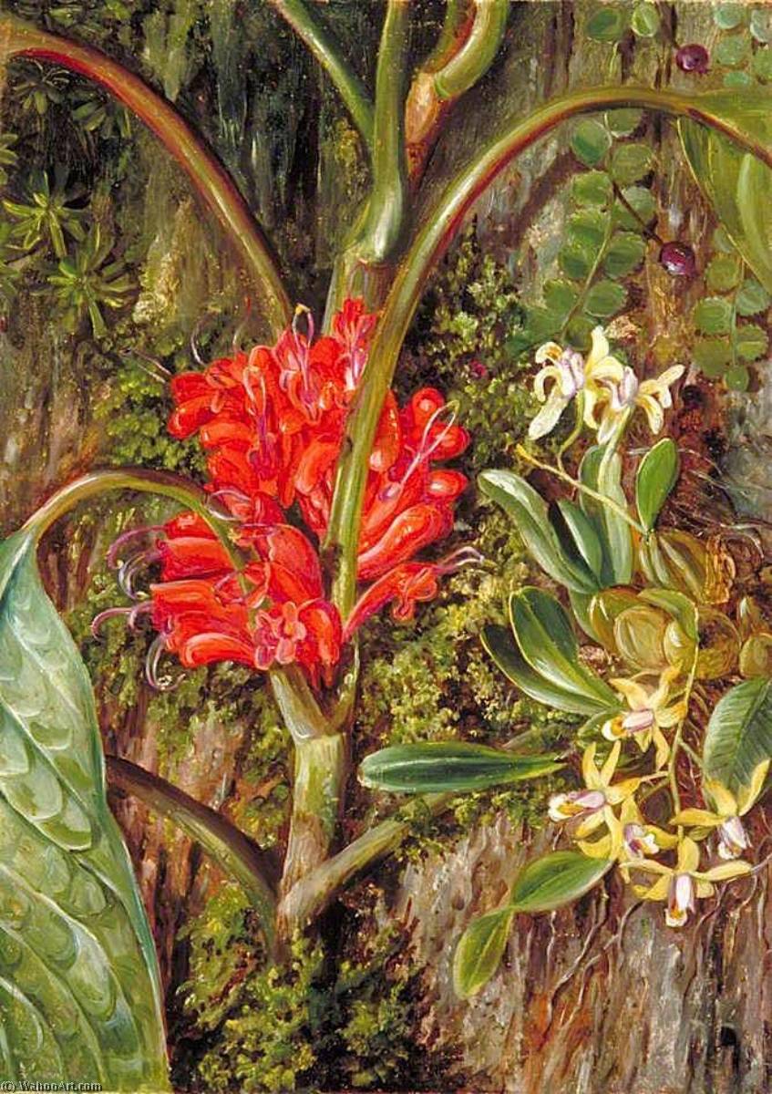 Order Artwork Replica Java Flowers, 1876 by Marianne North (1830-1890 ...