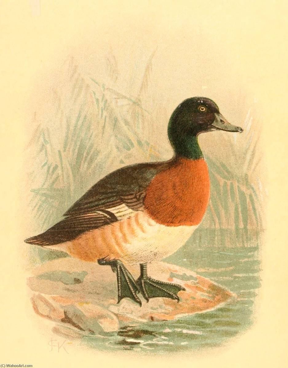 Get Art Reproductions , 1921 by John Gerrard Keulemans (1842-1912 ...