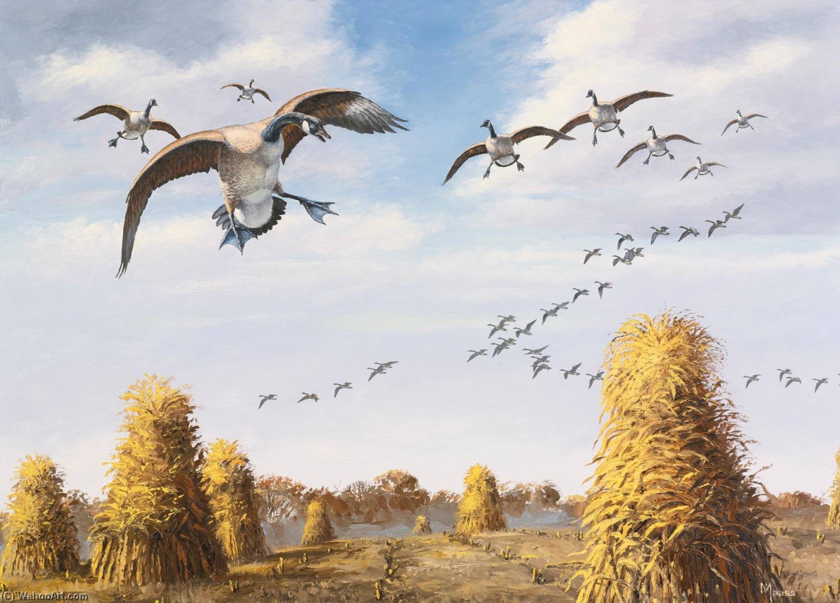 Artwork Replica | Canada Geese Coming In for a Landing by David Maass ...