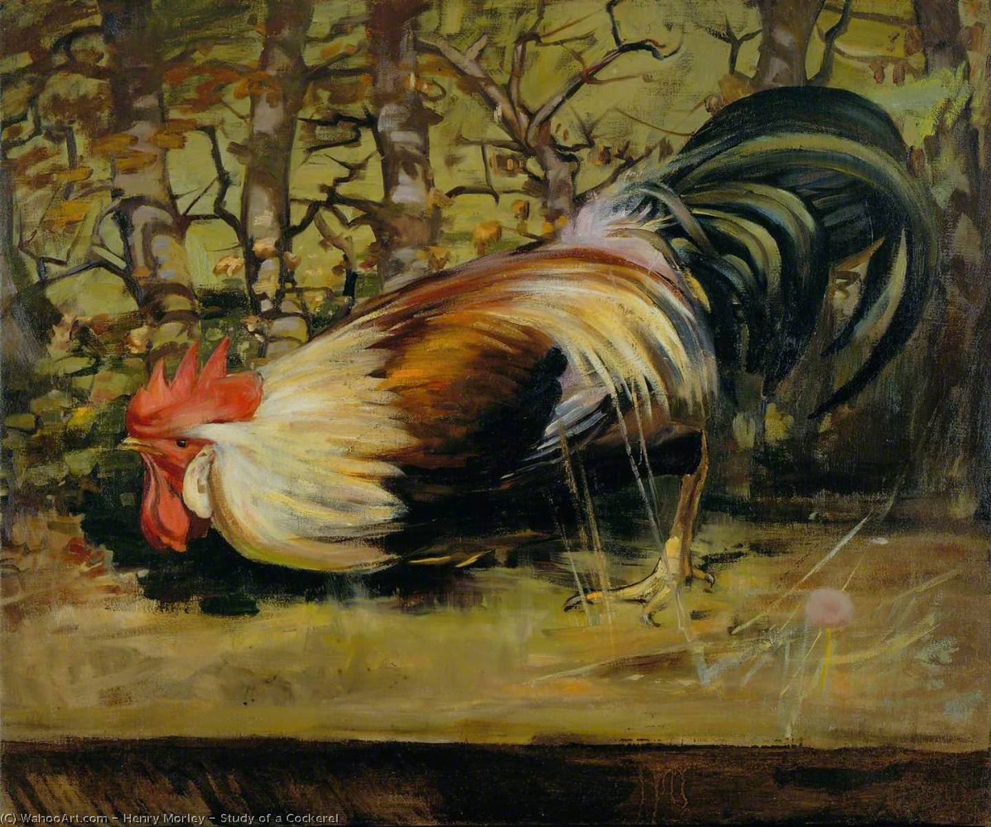 Art Reproductions Study of a Cockerel, 1900 by Henry Morley (1869-1937 ...